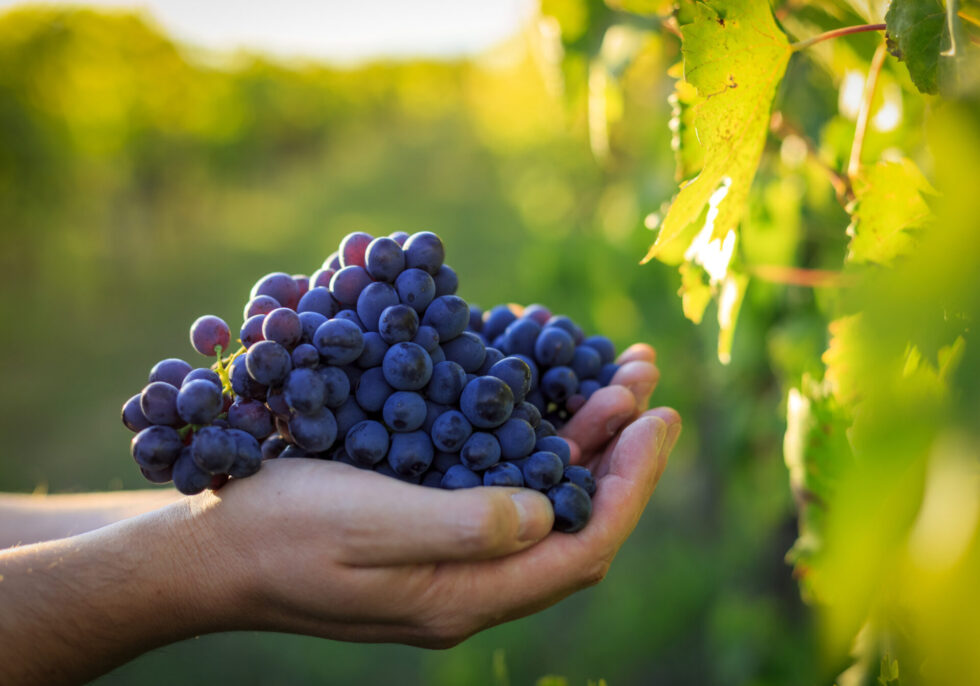 Story - AMO Estate Winery